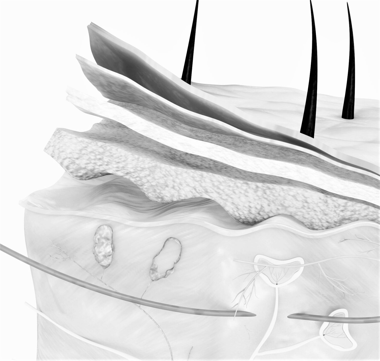 The Integumentary System | Learn ALTAlang.com
